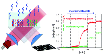 Label-free detection of DNA single-base mismatches using a simple ...