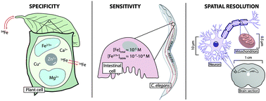 Imaging metals in biology: balancing sensitivity, selectivity and ...
