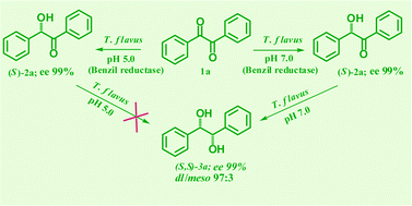 Biocatalyzed asymmetric reduction of benzils to either benzoins or ...
