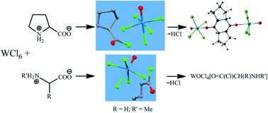 The chlorinating behaviour of WCl6 towards α-aminoacids - Dalton ...