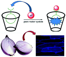 Water-soluble host–guest system from β-cyclodextrin as a fluorescent ...