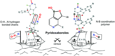 Nitrogen–boron coordination versus OH⋯N hydrogen bonding in ...