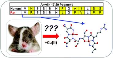 Potentiometric and spectroscopic studies on the copper(ii) complexes of ...