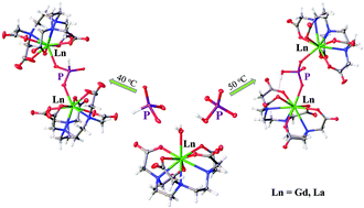 Interaction of Gd-DTPA with phosphate and phosphite: toward the ...