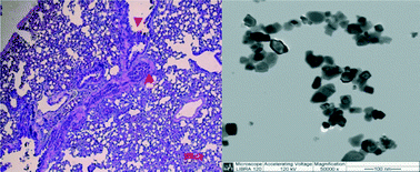 Non-invasive evaluation of cardiac repolarization in mice exposed to ...