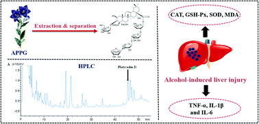 Platycodin D isolated from the aerial parts of Platycodon grandiflorum ...