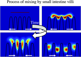 Flow and mixing by small intestine villi - Food & Function (RSC Publishing)