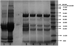 In vitro digestibility of goat milk and kefir with a new standardised ...
