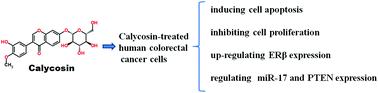 Calycosin induces apoptosis by the regulation of ERβ/miR-17 signaling ...
