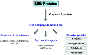 Milk proteins as a source of tryptophan-containing bioactive peptides ...