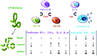 Hydrolysates of egg white proteins modulate T- and B-cell responses in ...