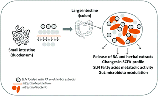 Fermentation of bioactive solid lipid nanoparticles by human gut ...