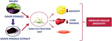 Grape pomace and grape pomace extract improve insulin signaling in high ...