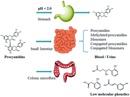 The absorption, distribution, metabolism and excretion of procyanidins ...