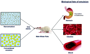 The influence of droplet size on the stability, in vivo digestion, and ...