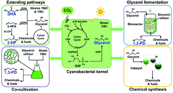 Production of C3 platform chemicals from CO2 by genetically engineered ...