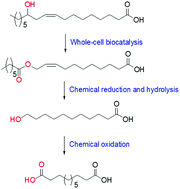 Chemo-enzymatic synthesis of 11-hydroxyundecanoic acid and 1,11 ...