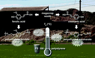 Polyethylene ferulate (PEF) and congeners: polystyrene mimics derived ...