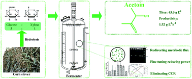 Biotechnological production of acetoin, a bio-based platform chemical ...