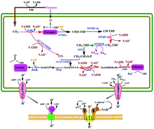 NADH gene manipulation for advancing bioelectricity in Clostridium ...