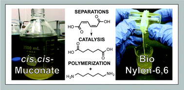 cis,cis-Muconic acid: separation and catalysis to bio-adipic acid for ...