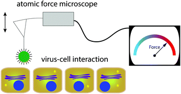Single-virus force spectroscopy unravels molecular details of virus ...