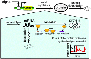 Beyond initiation-limited translational bursting: the effects of burst ...