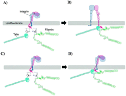 Mechanisms of integrin and filamin binding and their interplay with ...