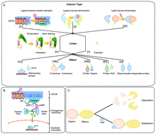 Synthetic biology: applying biological circuits beyond novel therapies ...