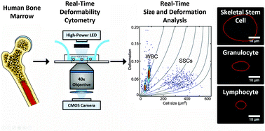 Mechanical phenotyping of primary human skeletal stem cells in ...