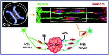 An on-chip model for investigating the interaction between neurons and ...