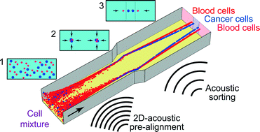 A single inlet two-stage acoustophoresis chip enabling tumor cell ...