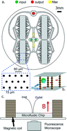 High purity microfluidic sorting and analysis of circulating tumor ...
