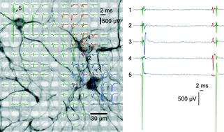 High-resolution CMOS MEA platform to study neurons at subcellular ...