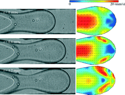 Investigating the fluid dynamics of rapid processes within microfluidic ...