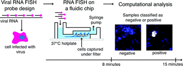 Multiplexed detection of viral infections using rapid in situ RNA ...