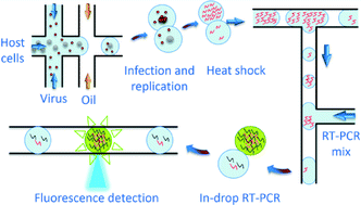 Rapid, targeted and culture-free viral infectivity assay in drop-based ...