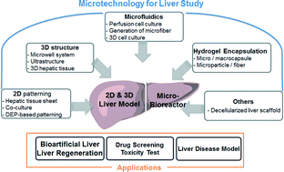 3D liver models on a microplatform: well-defined culture, engineering ...