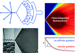 Droplet-based microfluidic platform for measurement of rapid ...