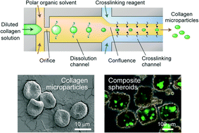 Cell-sized condensed collagen microparticles for preparing ...
