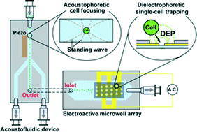 Highly efficient single cell arraying by integrating acoustophoretic ...