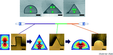 Inertial focusing in non-rectangular cross-section microchannels and ...