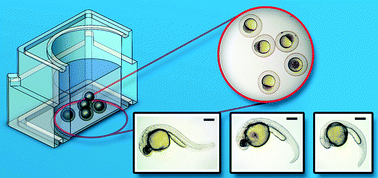Assessment of biocompatibility of 3D printed photopolymers using ...