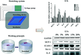 A simple multi-well stretching device to induce inflammatory responses ...