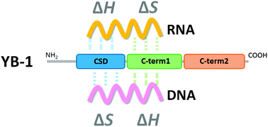 Thermodynamic characterization of the interaction between the human Y ...