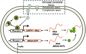 Kinetics of the cellular intake of a gene expression inducer at high ...