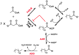 Production of long chain alcohols and alkanes upon coexpression of an ...