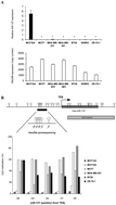 MicroRNAs regulate KDM5 histone demethylases in breast cancer cells ...