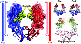 Understanding the impact of Fc glycosylation on its conformational ...