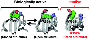Pathogenic mutation R959W alters recognition dynamics of dysferlin ...